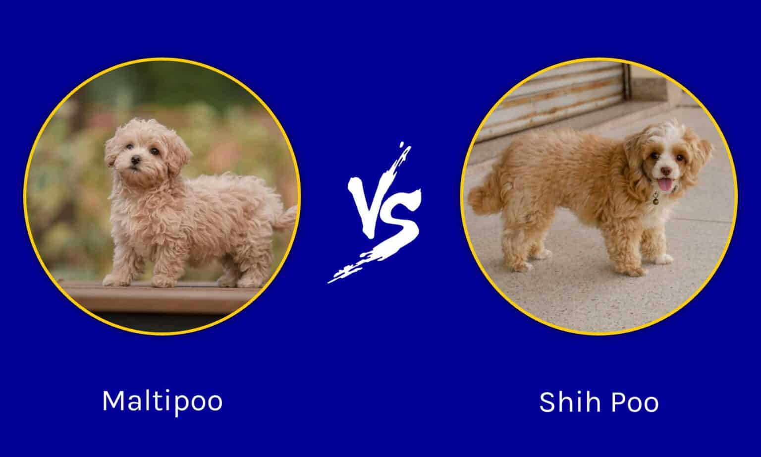 Maltipoo vs Shih Poo: 5 Key Differences - A-Z Animals