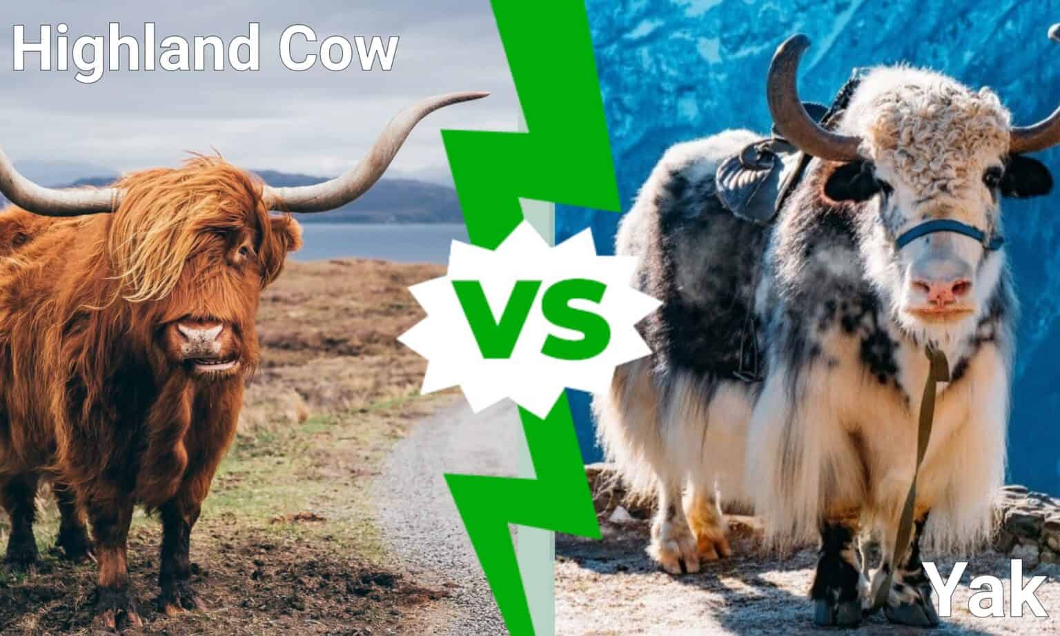 Yak vs Highland Cow - A-Z Animals