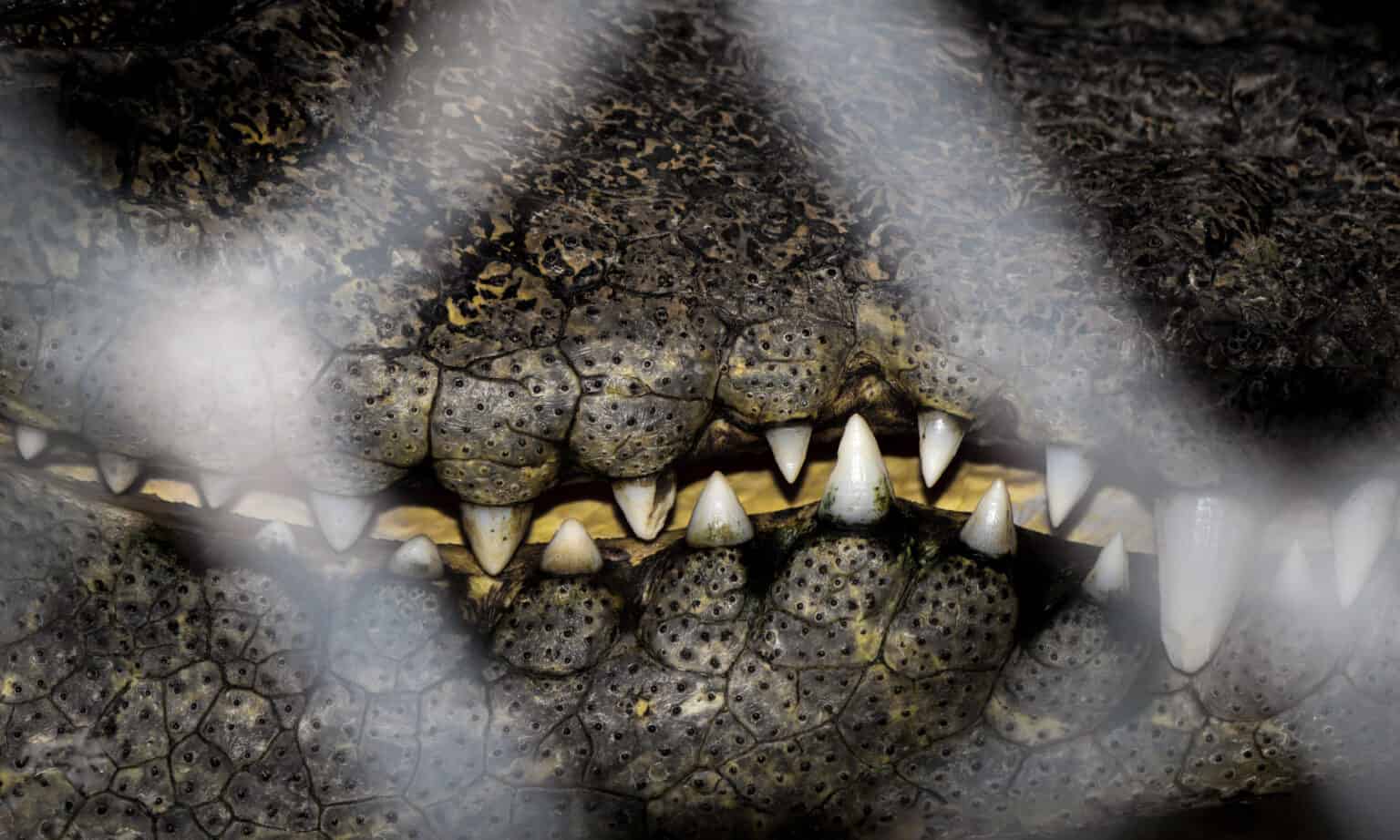 10 Popular Animals Commonly Used in Horror Movies - A-Z Animals