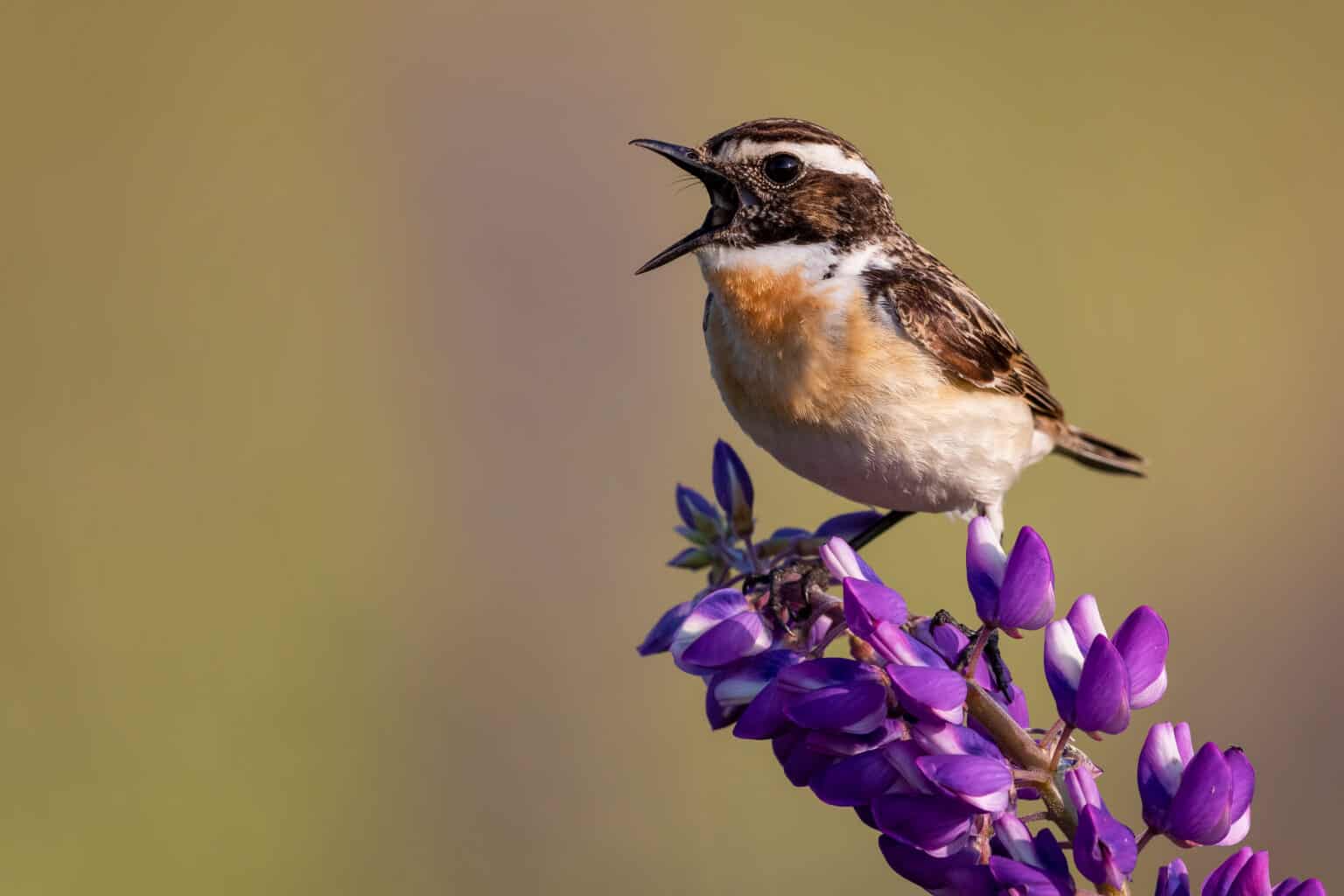 Whinchat Bird Facts - Saxicola rebetra - A-Z Animals