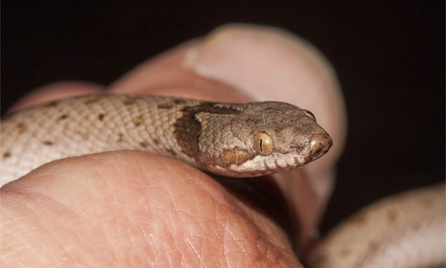 Night Snake Animal Facts - Hypsiglena torquata - A-Z Animals