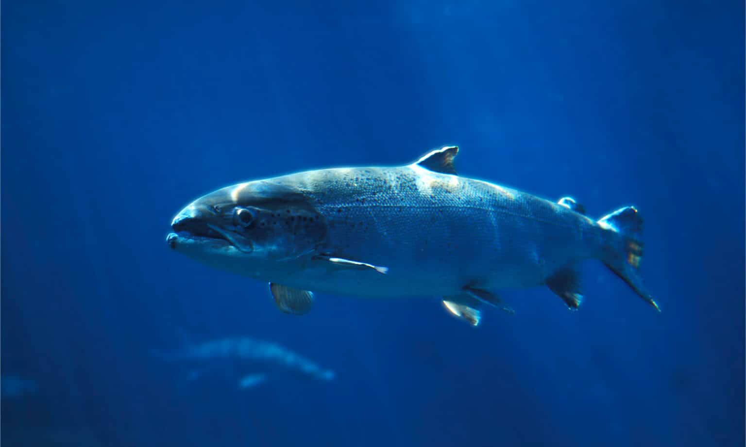 7 Fish That Are Safe For Dogs To Eat - A-Z Animals