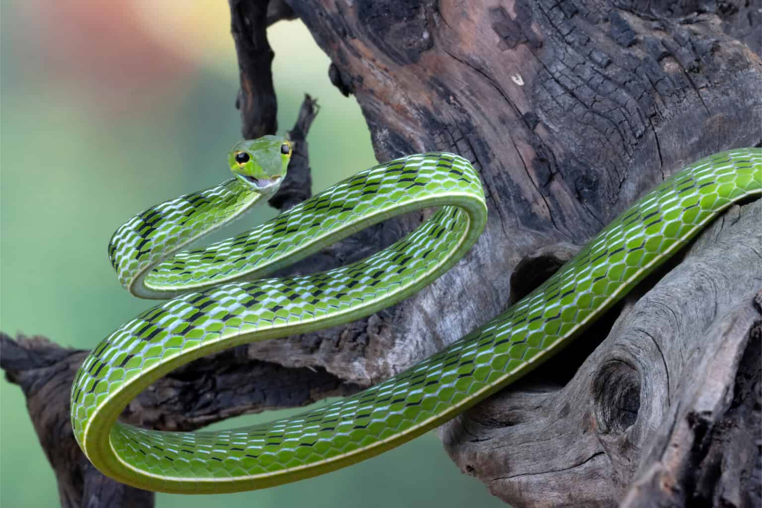 Asian Vine Snake Animal Facts - Ahaetulla prasina - A-Z Animals