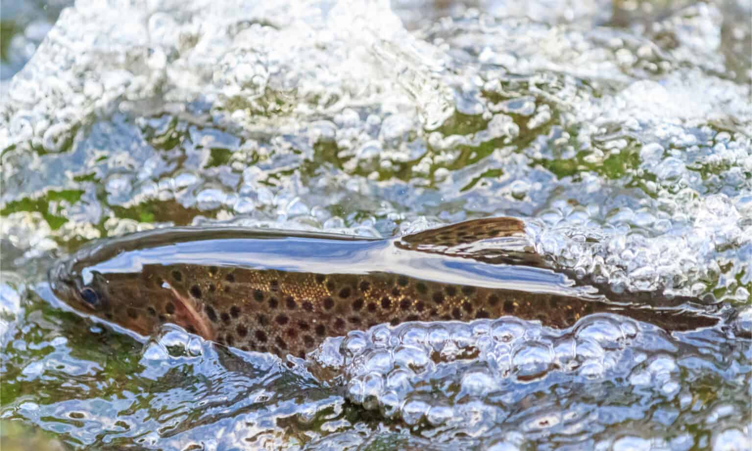 Haddock vs Salmon: What Are The Differences? - A-Z Animals