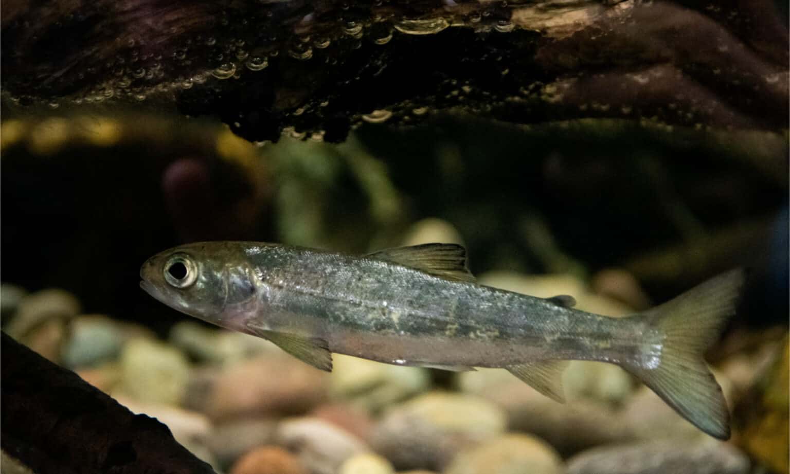 The Salmon Life Cycle Explained - A-Z Animals