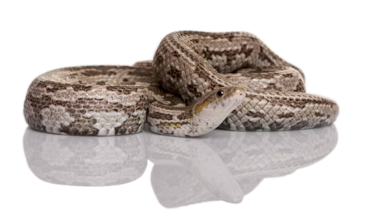 Baird’s Rat Snake Animal Facts - Pantherophis bairdi - A-Z Animals