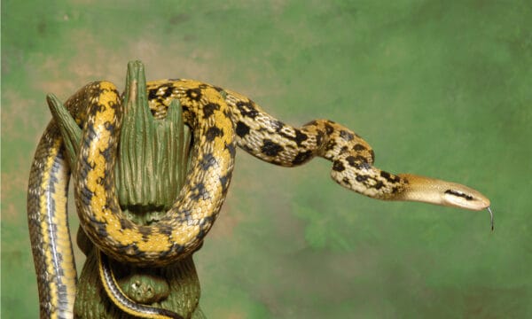 Rat Snakes Animal Facts - Pantherophis - A-Z Animals