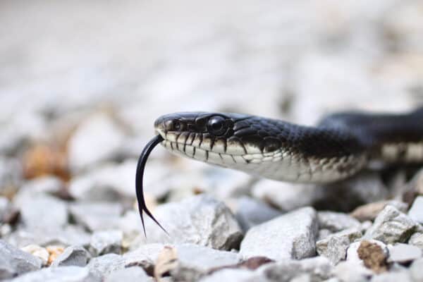 Types of Black Snakes (Common Species and Where They Live) - A-Z Animals