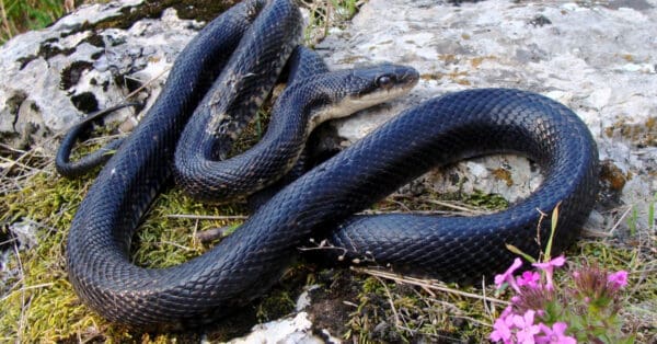 8 Fastest Snakes In The World - Could You Outrun Them? - A-Z Animals