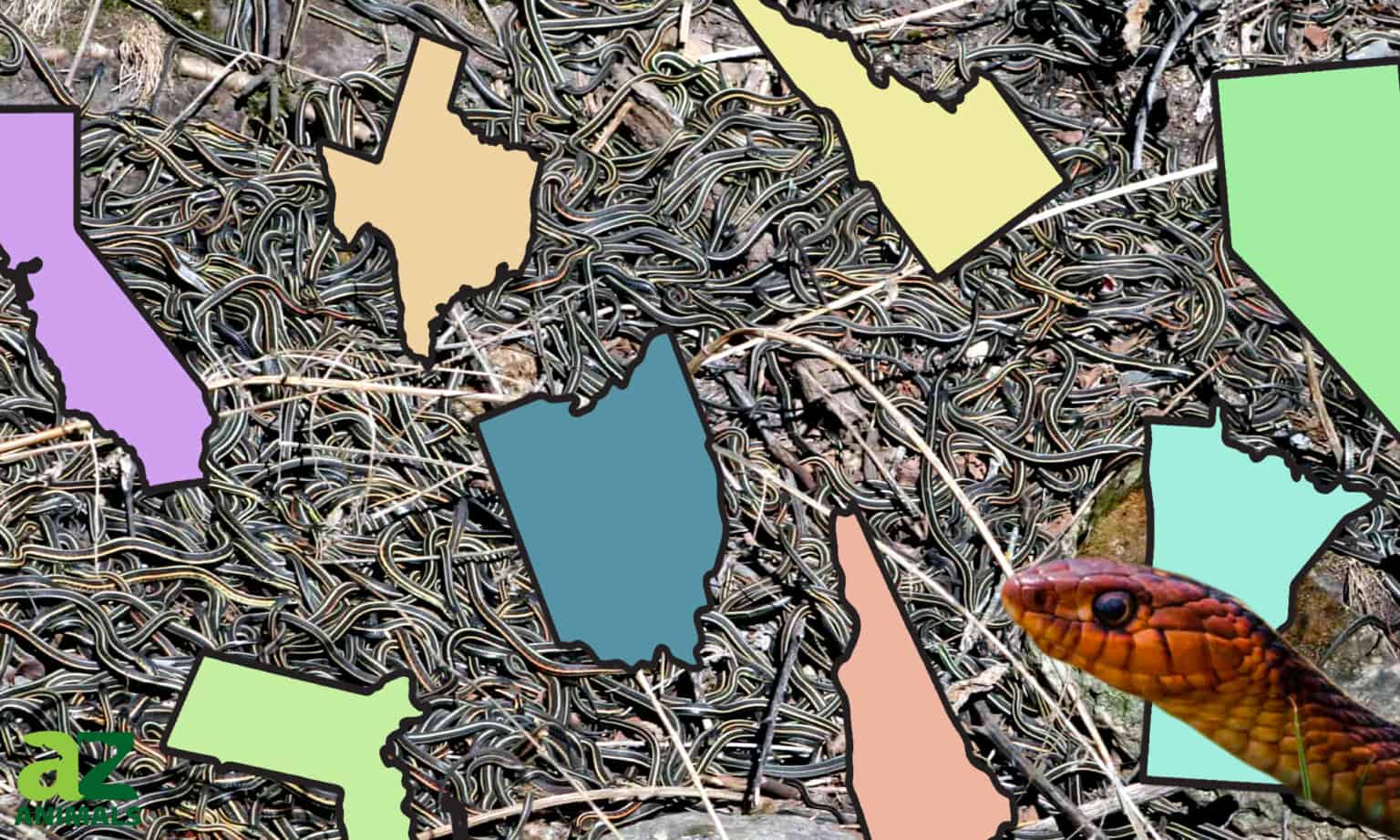 Garter Snake Population by State - A-Z Animals