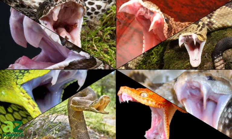 5 Snakes With The Biggest Fangs In The World - A-Z Animals