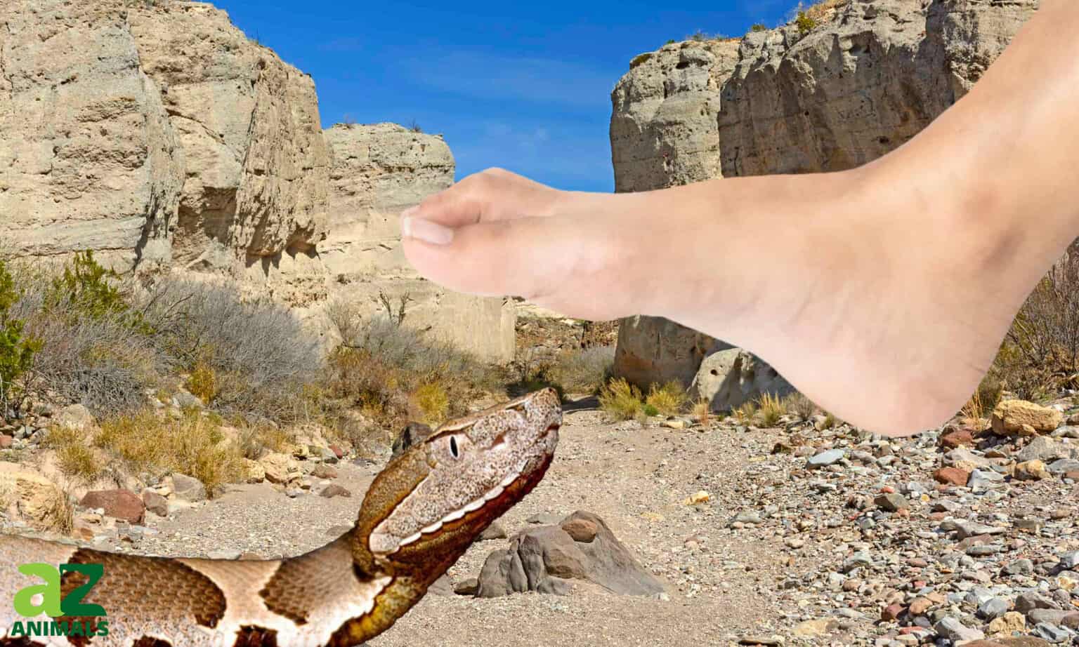 Copperheads in Texas: Where They Live and How Often They Bite - A-Z Animals
