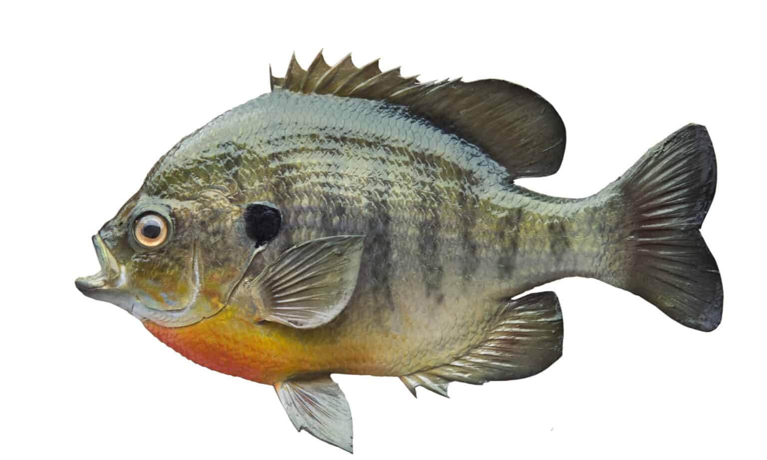 Discover the Biggest Bluegill Ever Caught (And the Lake It Was Pulled ...
