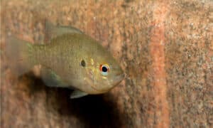 Bluegill Animal Pictures | A-Z Animals