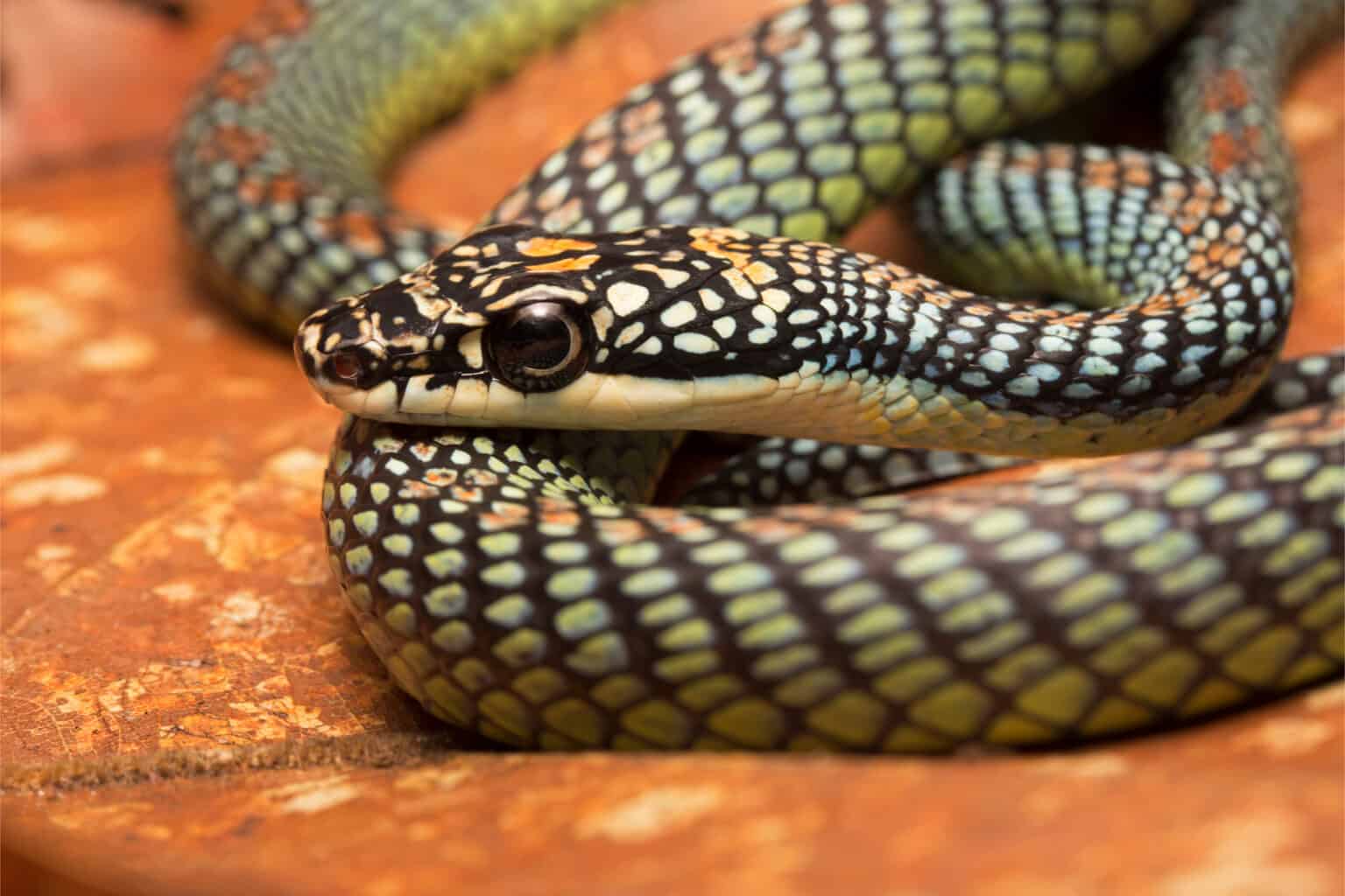 Explore Asia's Realm of Flying Snakes - A-Z Animals Slideshows