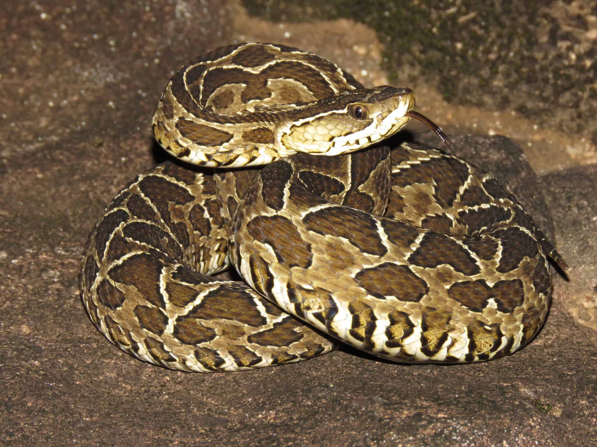 Urutu Snake Animal Facts - Bothrops alternatus - A-Z Animals
