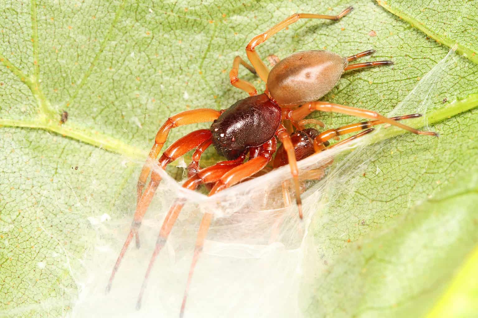 17 Spiders Crawling Around Chicago - A-Z Animals