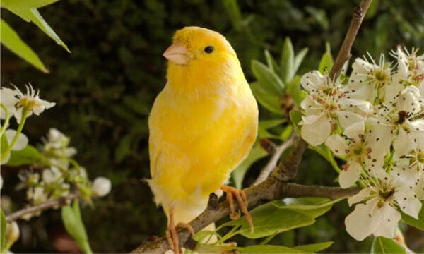 Canary Colors: Most Common to Rarest - A-Z Animals