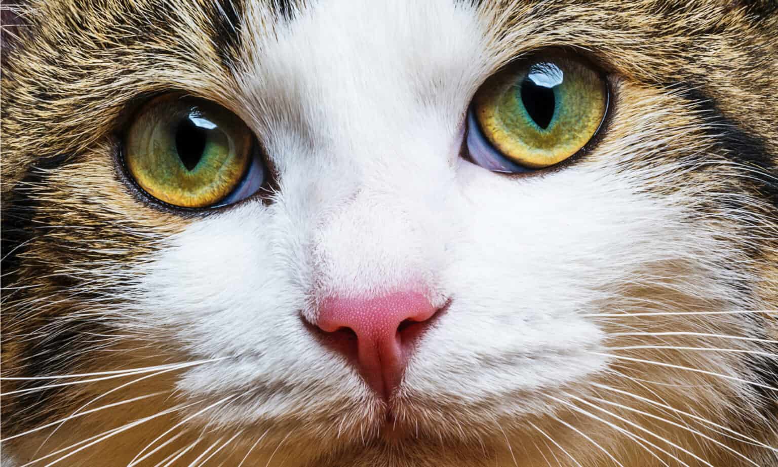 Animals With the Best Eyesight - A-Z Animals