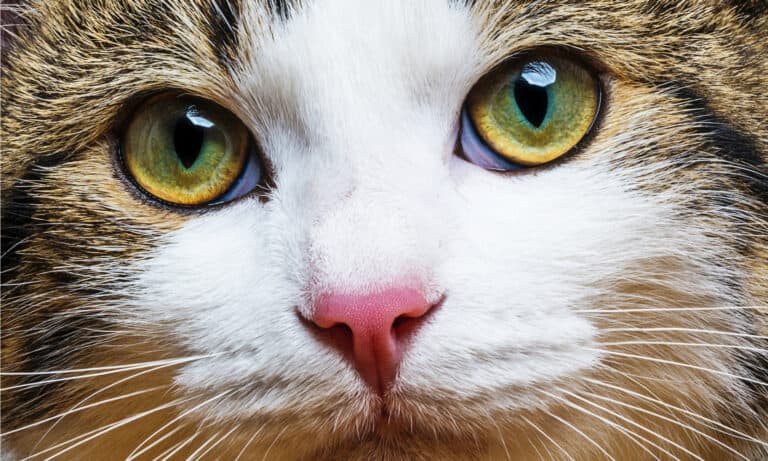 Creatures of the Night: 7 Animals with Incredible Low Light Vision - A ...