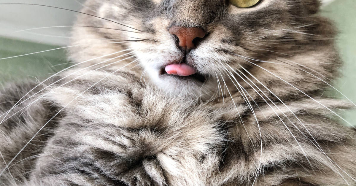 Mystery Solved: Why Cats Stick Out Their Tongue