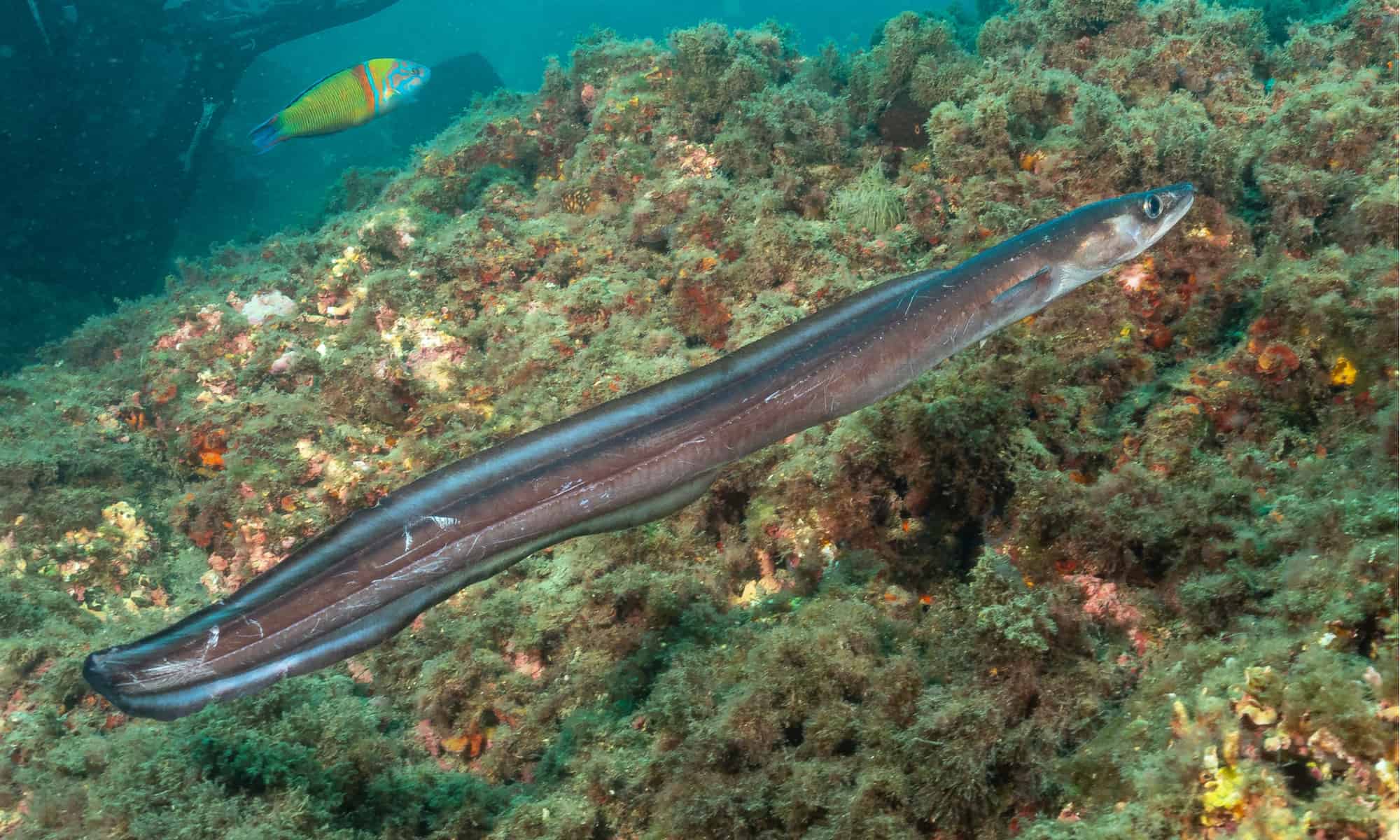 Conger Eel A Z Animals