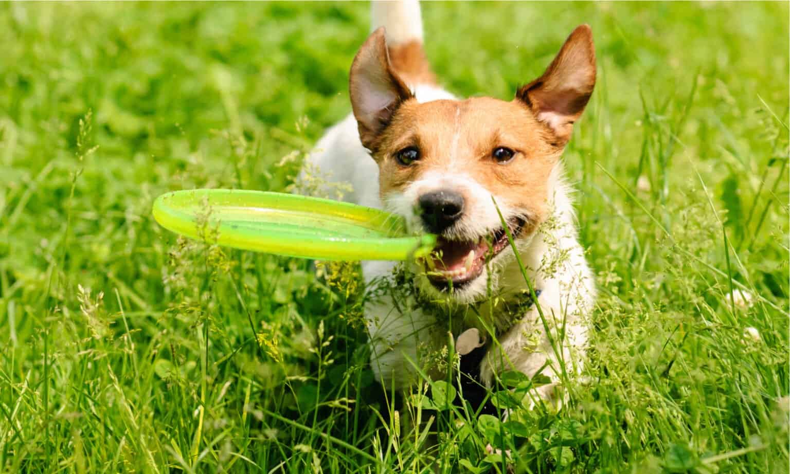Teaching Your Dog to Fetch: Step-by-Step Training Tips and Tricks - A-Z ...