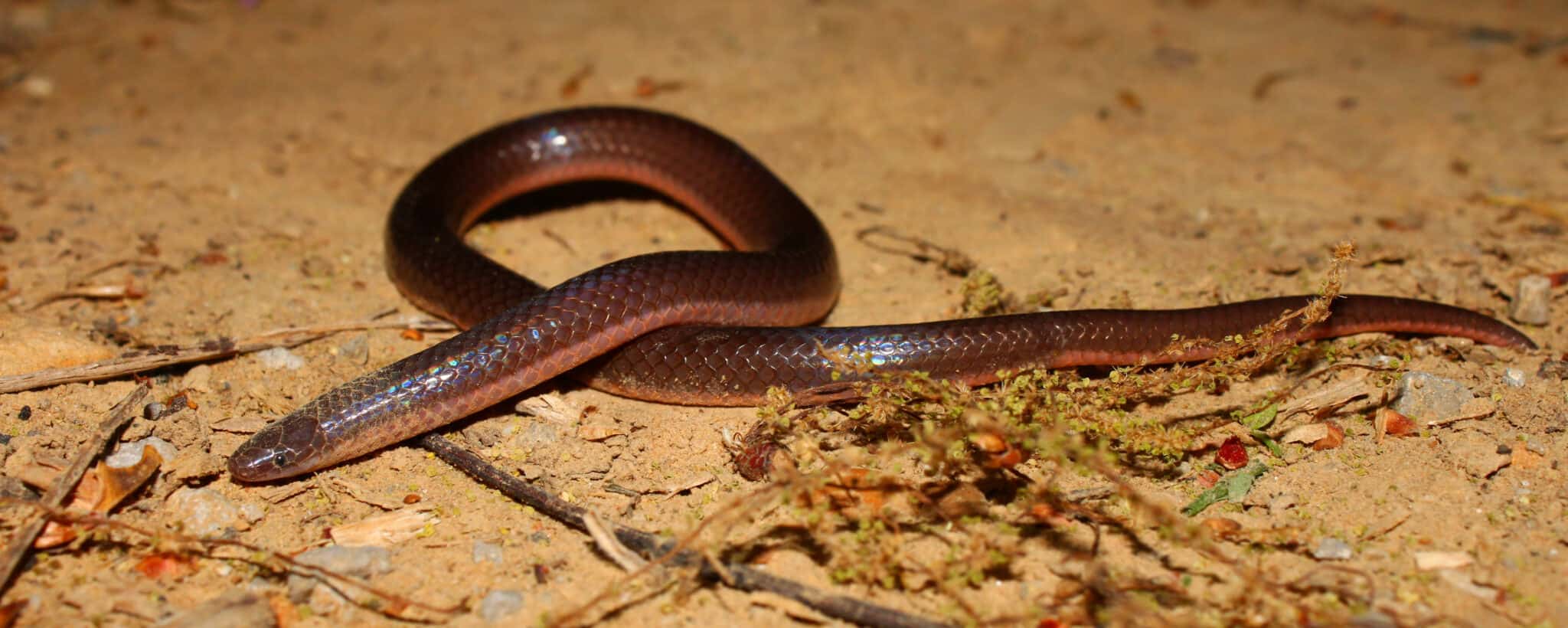 10 of the Most Common (and Non-Venomous) Snakes in North Carolina - A-Z ...