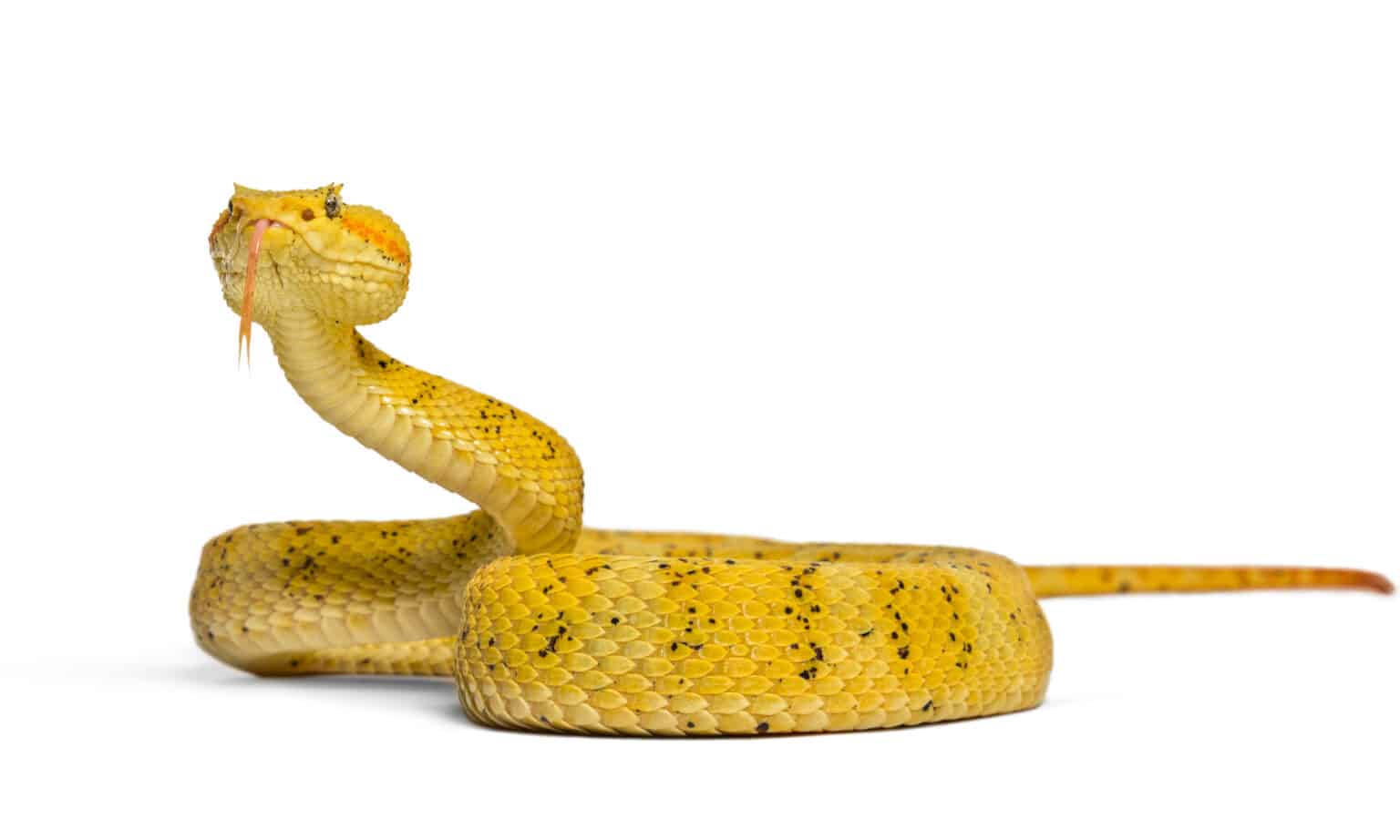 Eyelash Viper Animal Facts - Bothriechis schlegelii - A-Z Animals