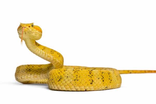 Eyelash Viper - A-Z Animals