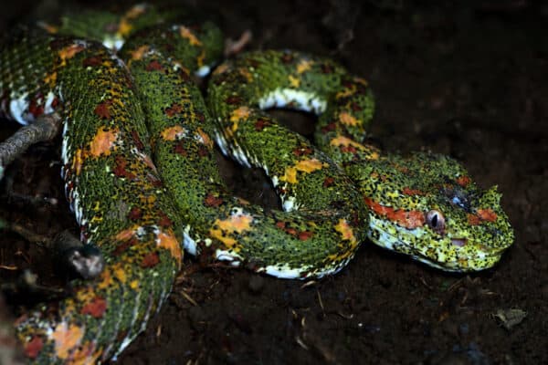 Eyelash Viper - A-Z Animals