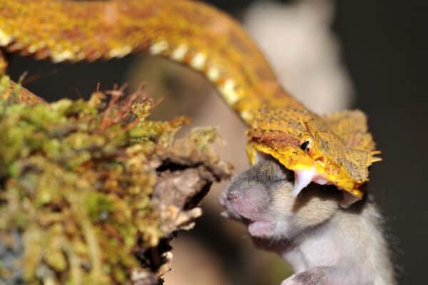 Eyelash Viper - A-Z Animals
