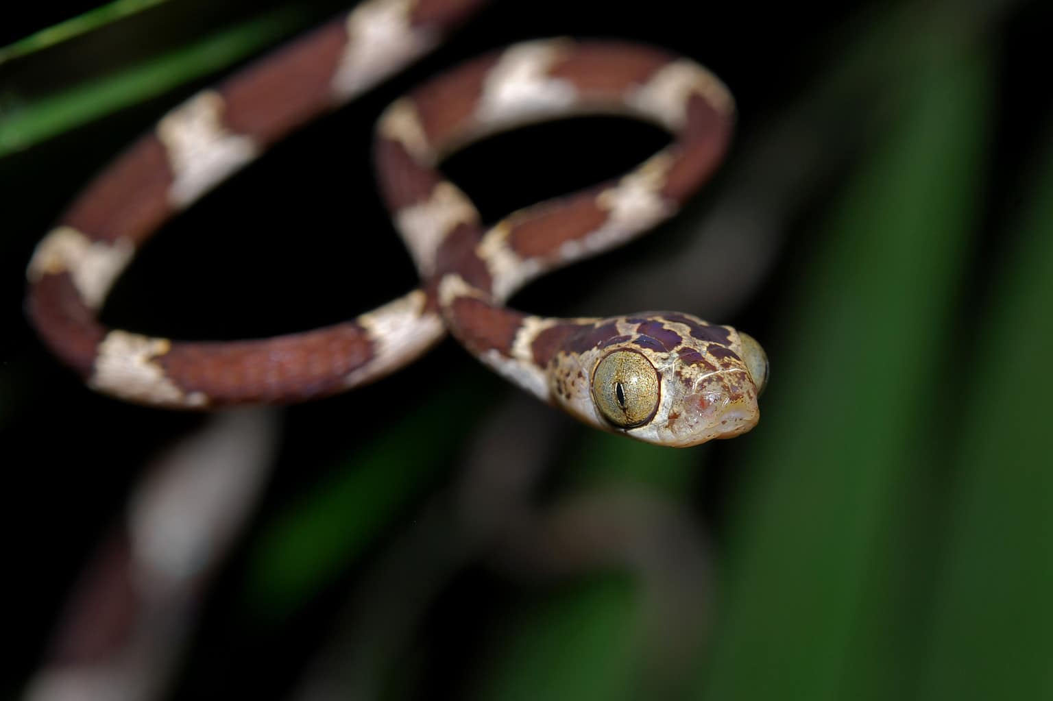 Tree Snake Animal Facts - Boiga irregularis - A-Z Animals