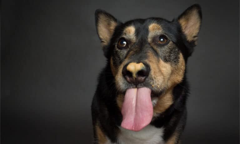 Can Dogs Eat Sugar? - A-Z Animals