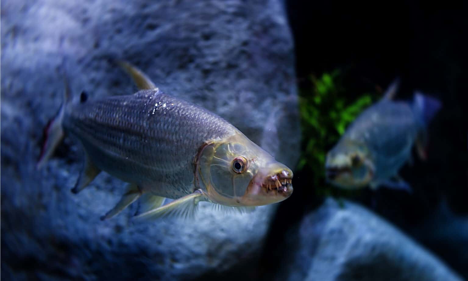 Discover 8 Spectacular Fish Found in Malawi - A-Z Animals