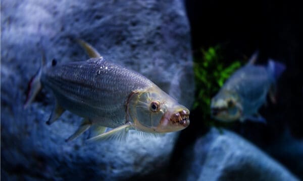 Discover 8 Spectacular Fish Found in Malawi - A-Z Animals