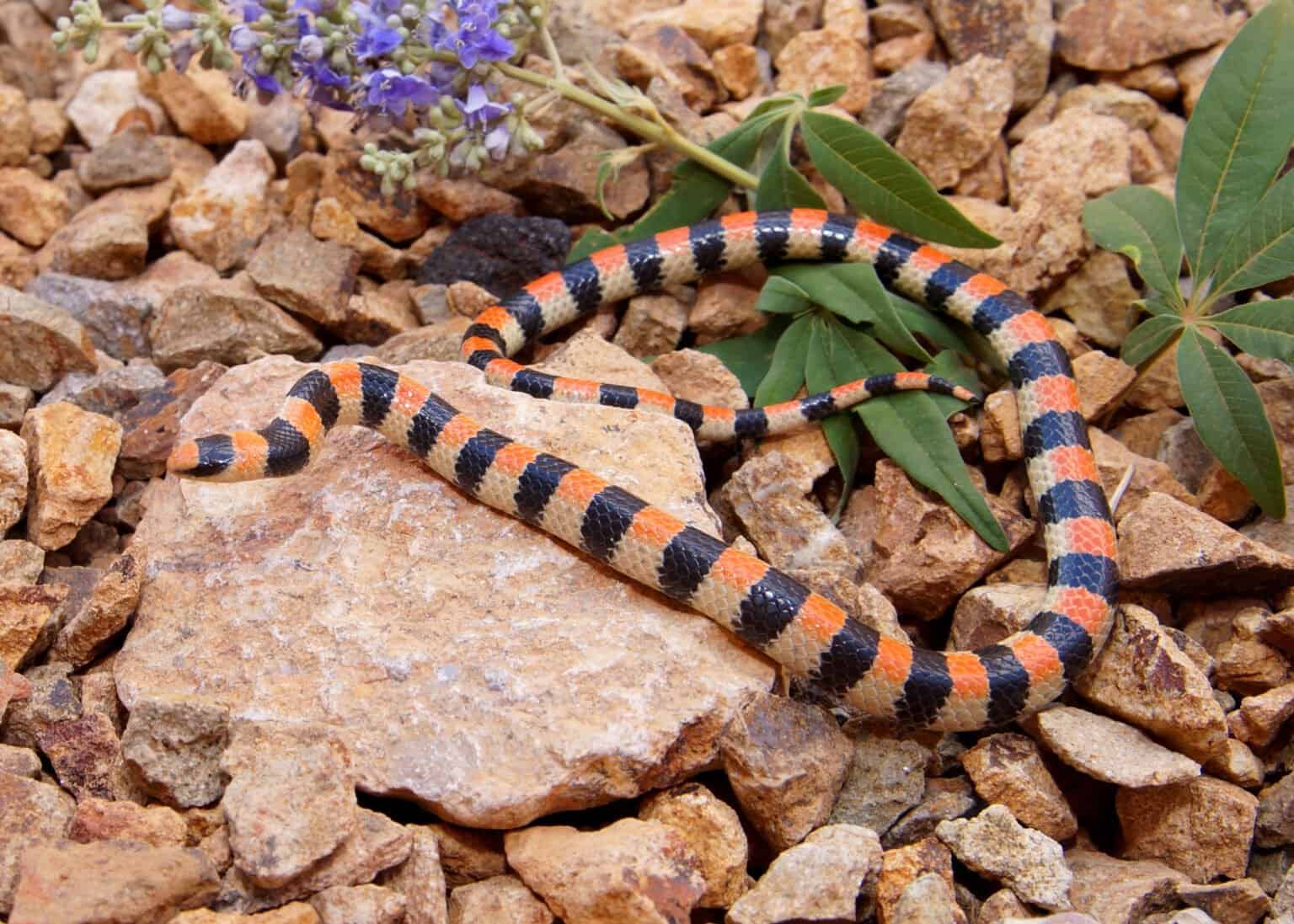 Discover 13 Snakes In Nevada - A-Z Animals
