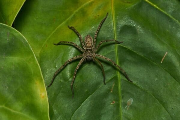 10 Spiders in Ohio - A-Z Animals
