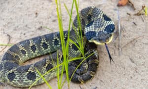 Hognose Snake Size Comparison: Just How Big Do They Get? - A-Z Animals