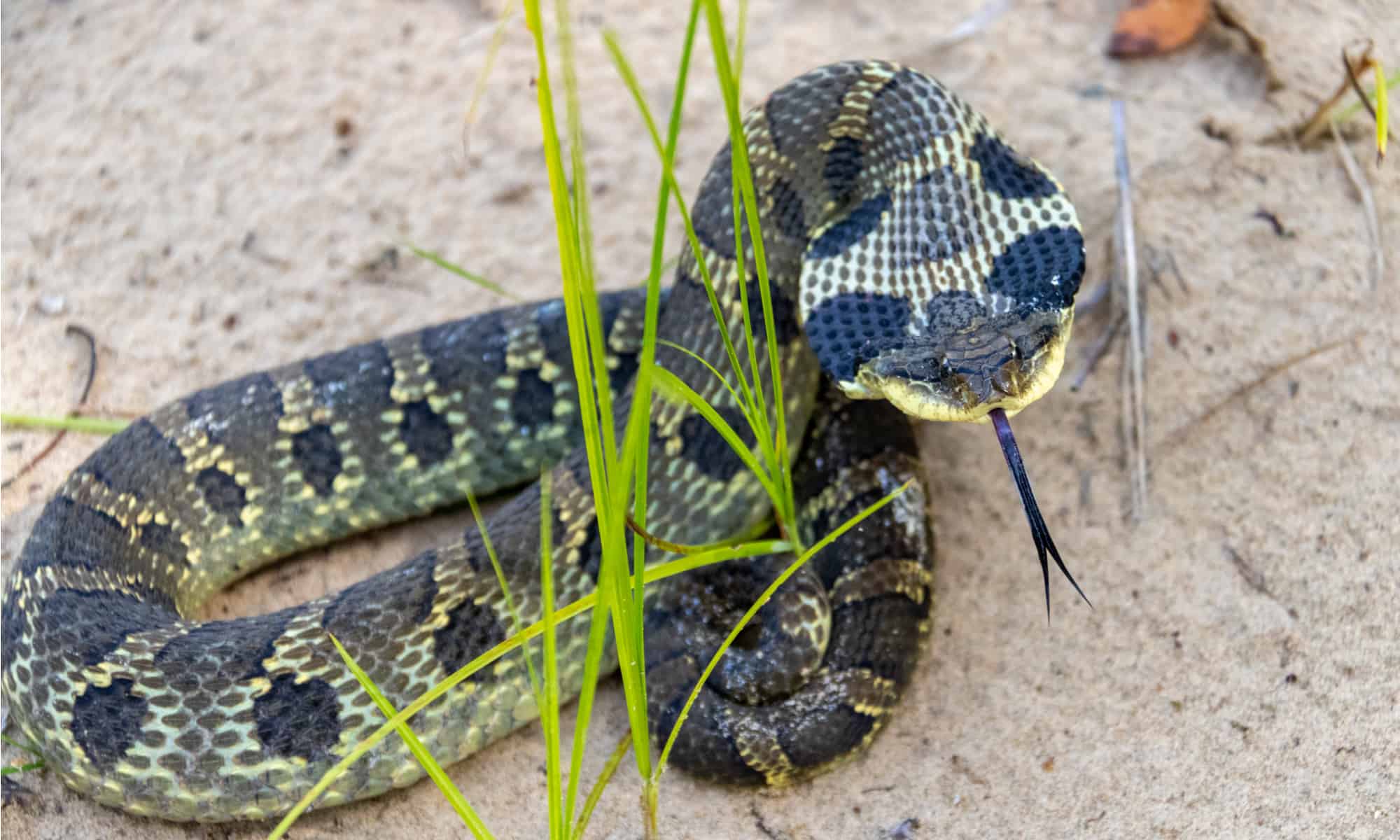 King Cobra vs. Python: Which Deadly Snake Would Win in a Fight? - A-Z ...