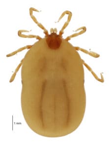 Discover 8 Ticks in Alaska - A-Z Animals