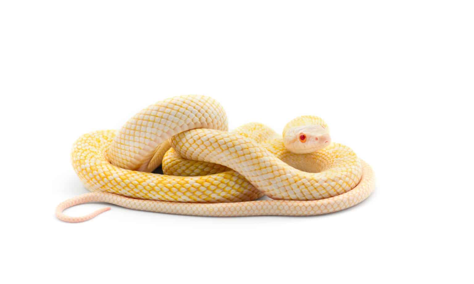 Japanese rat snake Animal Facts - Elaphe climacophora - A-Z Animals
