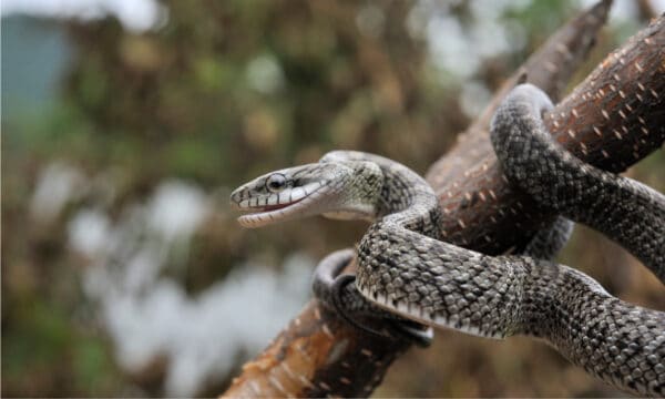 Rat Snakes Animal Facts - various - A-Z Animals