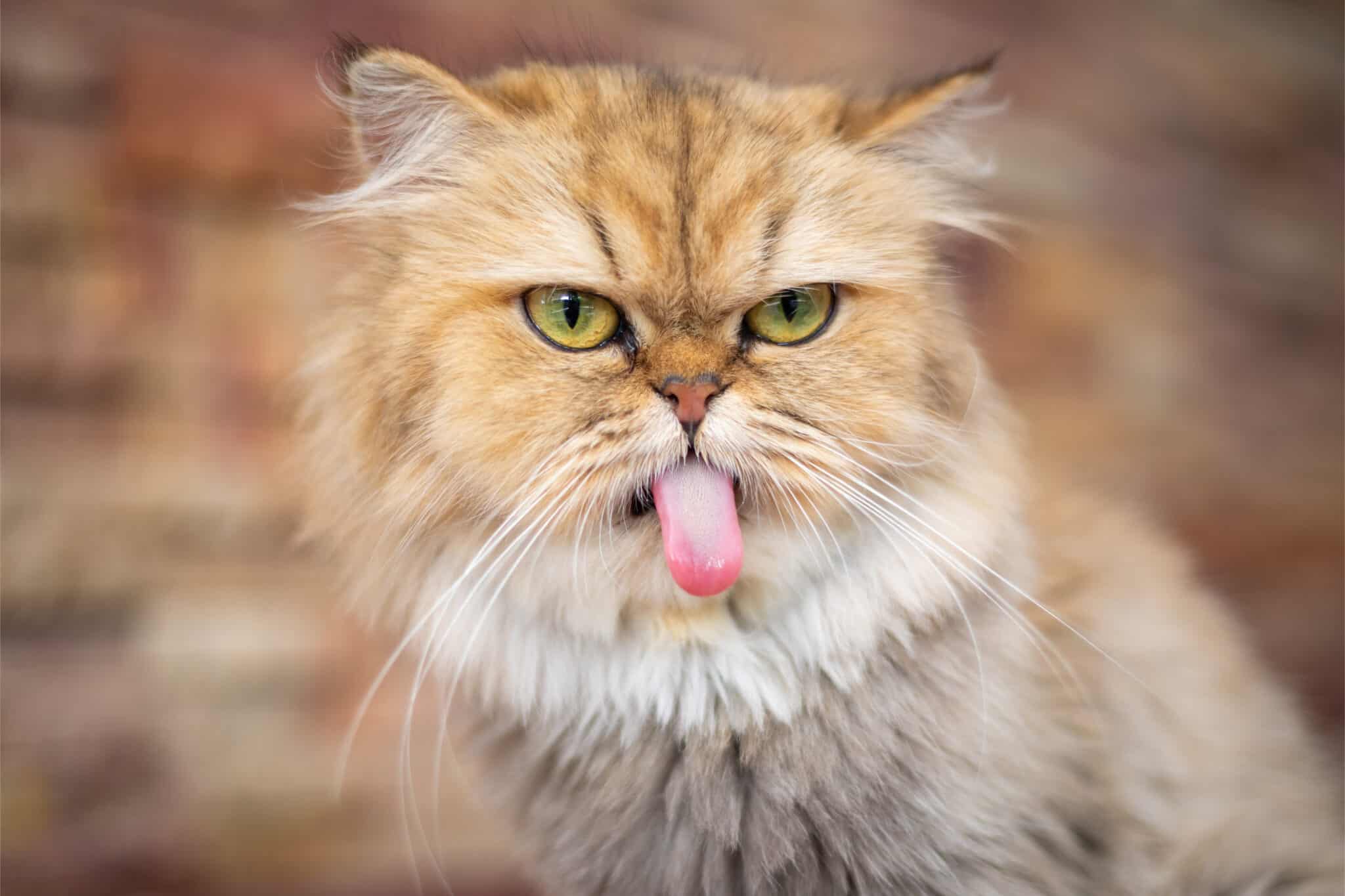 Mystery Solved: Why Cats Stick Out Their Tongue