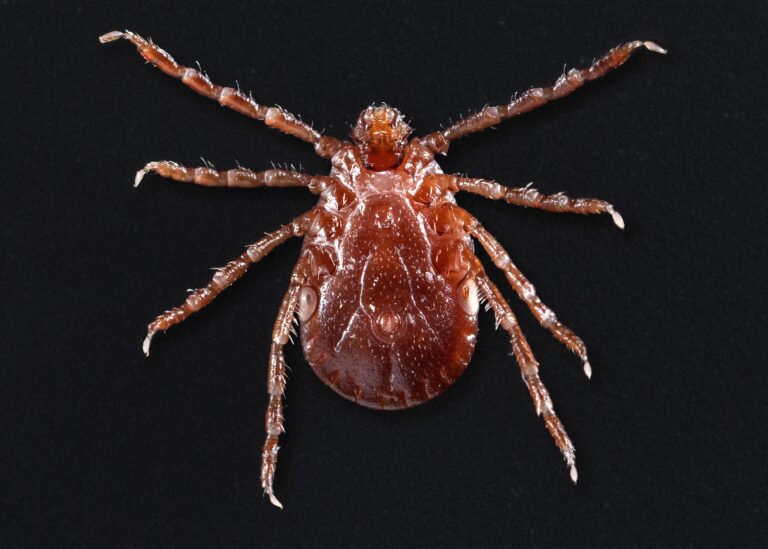 Ticks in Tennessee - A-Z Animals