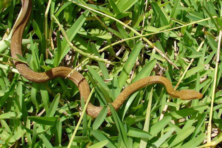 10 Endangered Snakes We Should Act to Save - A-Z Animals