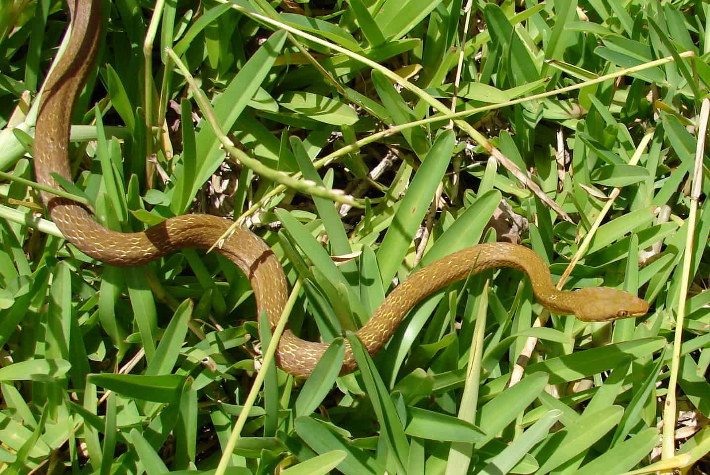 10 Endangered Snakes We Should Act to Save - A-Z Animals