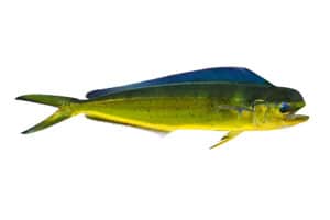 Mahi Mahi (Dolphin Fish) Animal Pictures | A-Z Animals