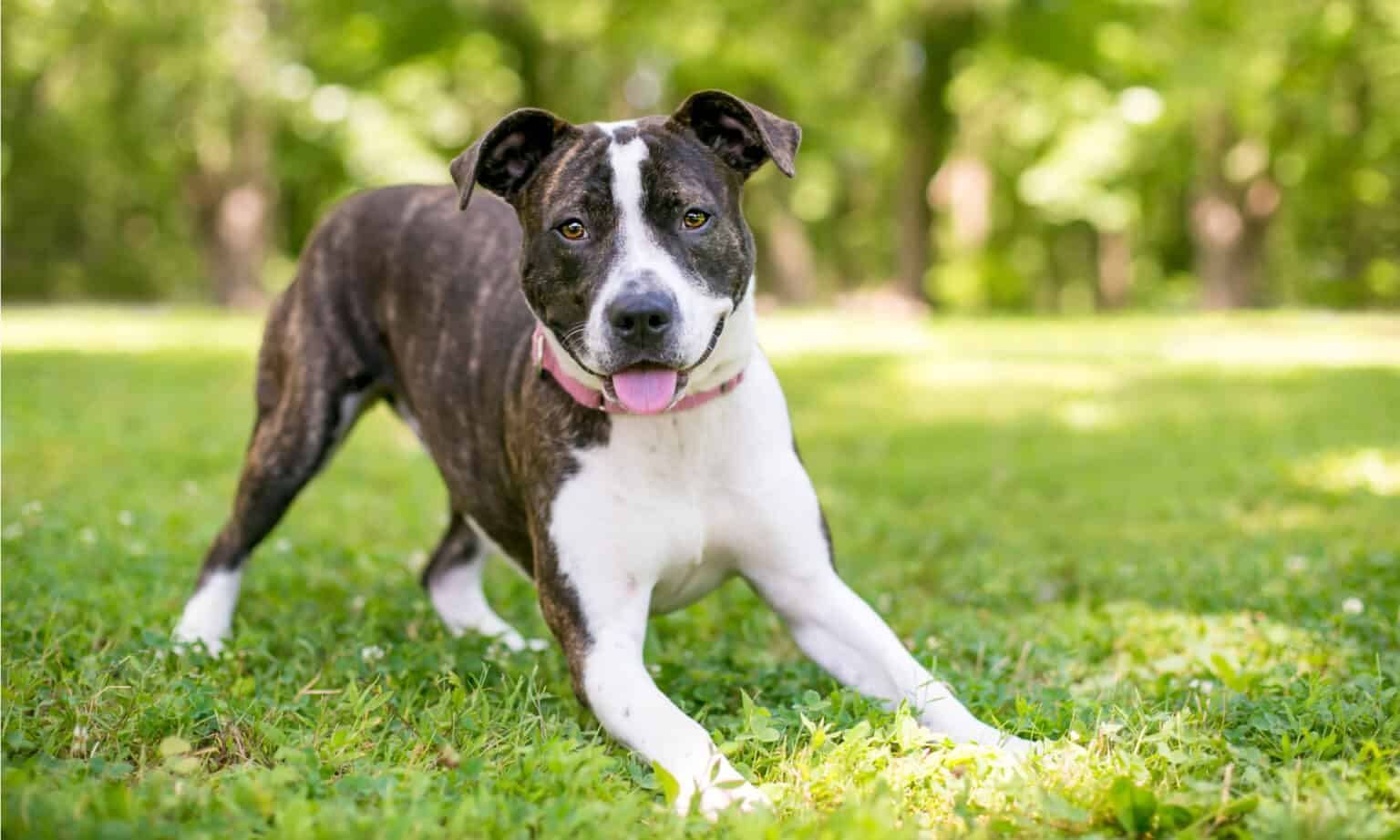 Discover America's Official State Dogs - A-Z Animals Slideshows