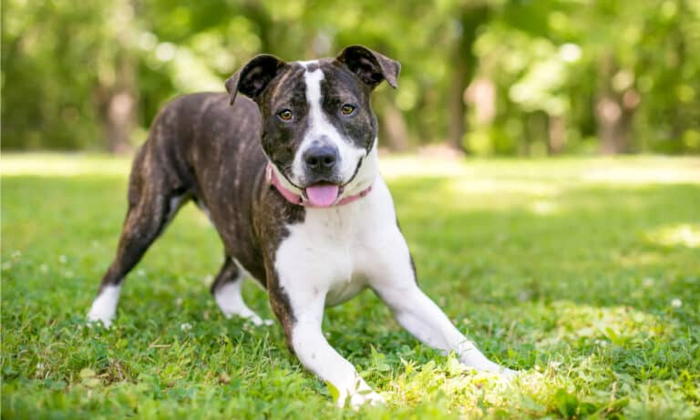 What Kind of Dog Is Bolt? Breed Information, Pictures, and Facts - A-Z ...